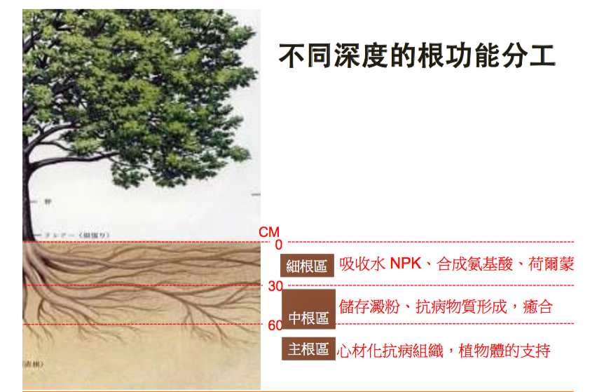 劉東啟：有機不是無毒就好，剪枝、養根、草生栽培有眉角，種出有能量的樹 | 上下游News&Market