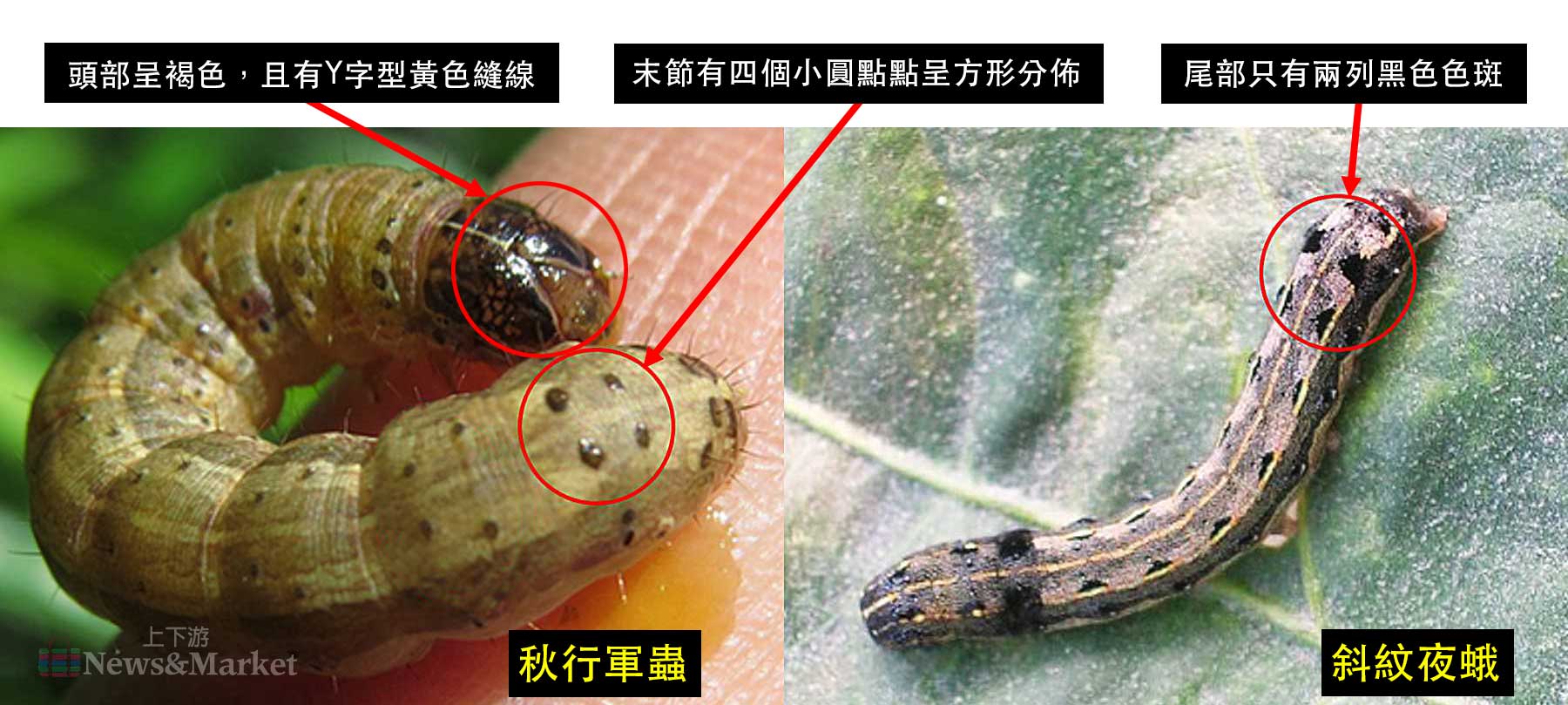 秋行軍蟲0513》從中國飛來秋行軍蟲，將造成嚴重威脅，需提高警覺 | 上下游News&Market