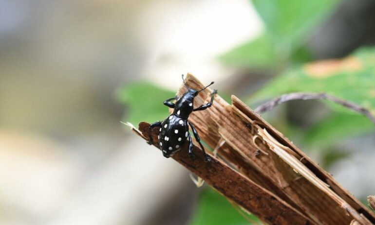 來自蘭嶼昆蟲寶石們的演化奧妙 | 上下游副刊