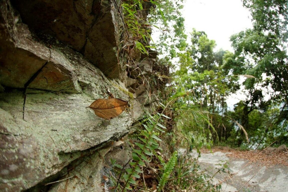 來自蘭嶼昆蟲寶石們的演化奧妙 | 上下游副刊